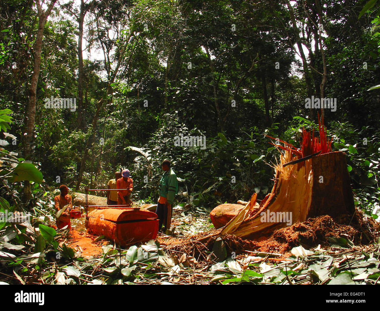 Congo rainforest plants hi-res stock photography and images - Alamy