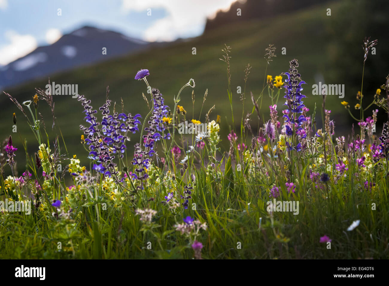 Alpine meadow in flower including Scabious flowers. Austrian Alps at ...