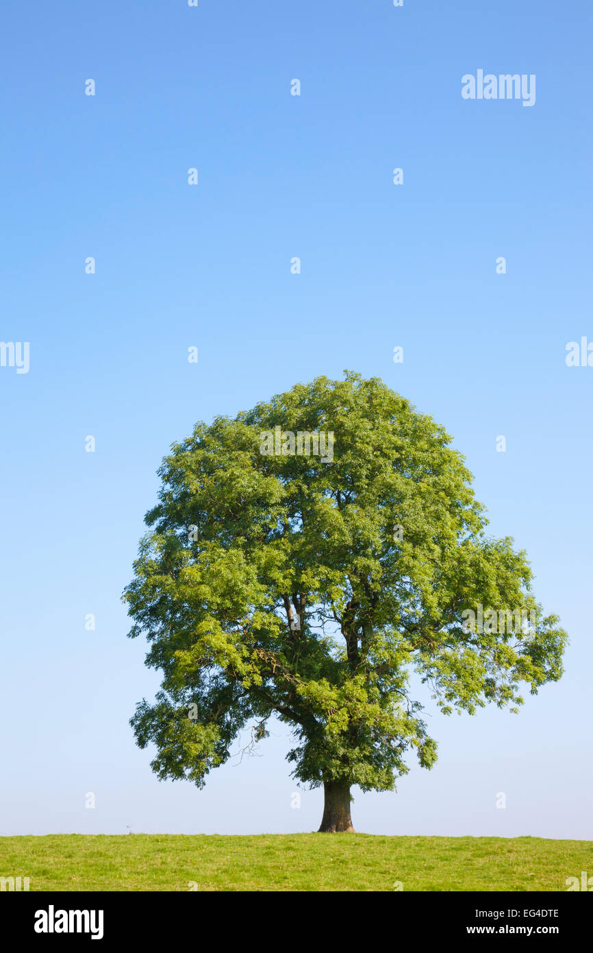 Ash Tree (Fraxinus excelsior) growing in field. Peak District National ...