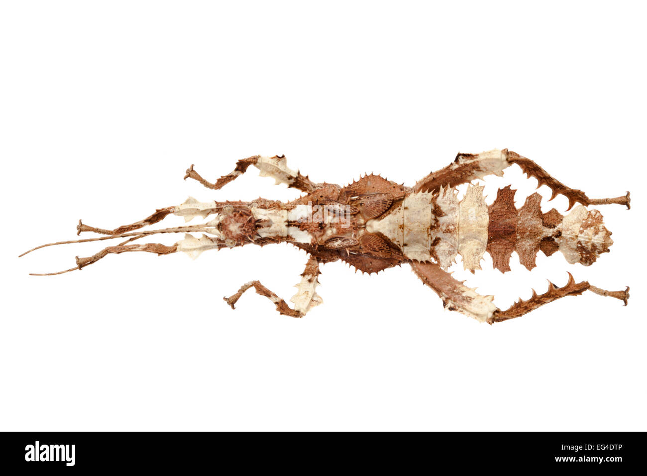 Malayan Jungle Nymph (Heteropteryx dilatata) subadult male photographed ...