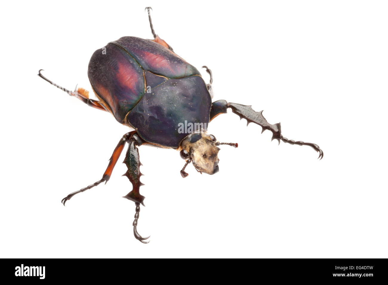 Uganda insects Cut Out Stock Images & Pictures - Alamy