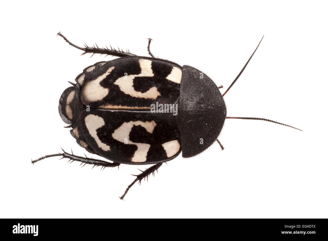 Question Mark Cockroach (Therea olegrandjeani) photographed on white ...