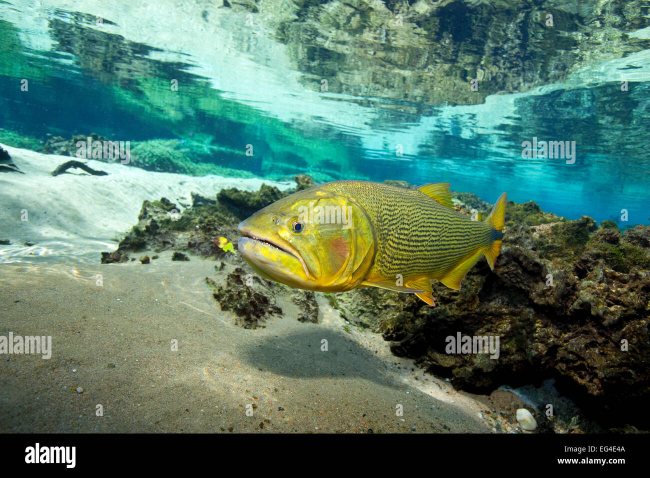 Salminus brasiliensis hi-res stock photography and images - Alamy