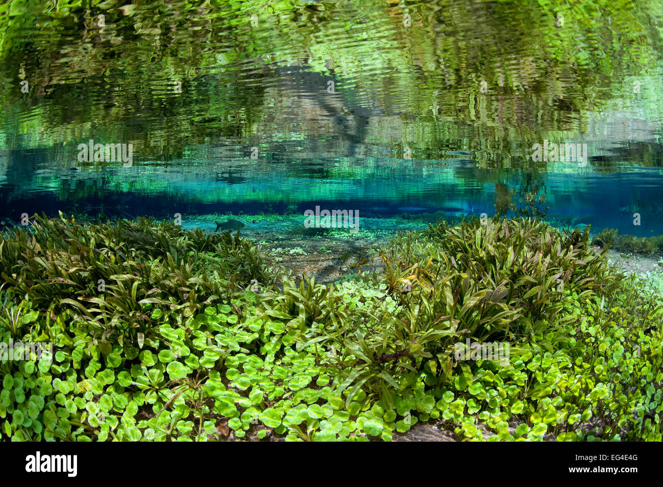 Aquatic plants growing on bottom the main spring at Rio Sucuri Bonito ...