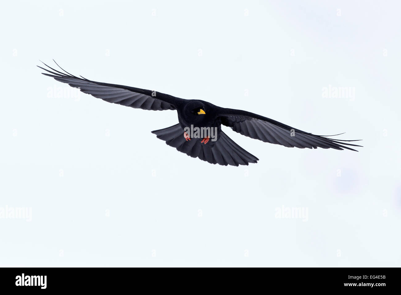 Alpine chough (Pyrrhocorax graculus) in flight. Stelvio National Park ...