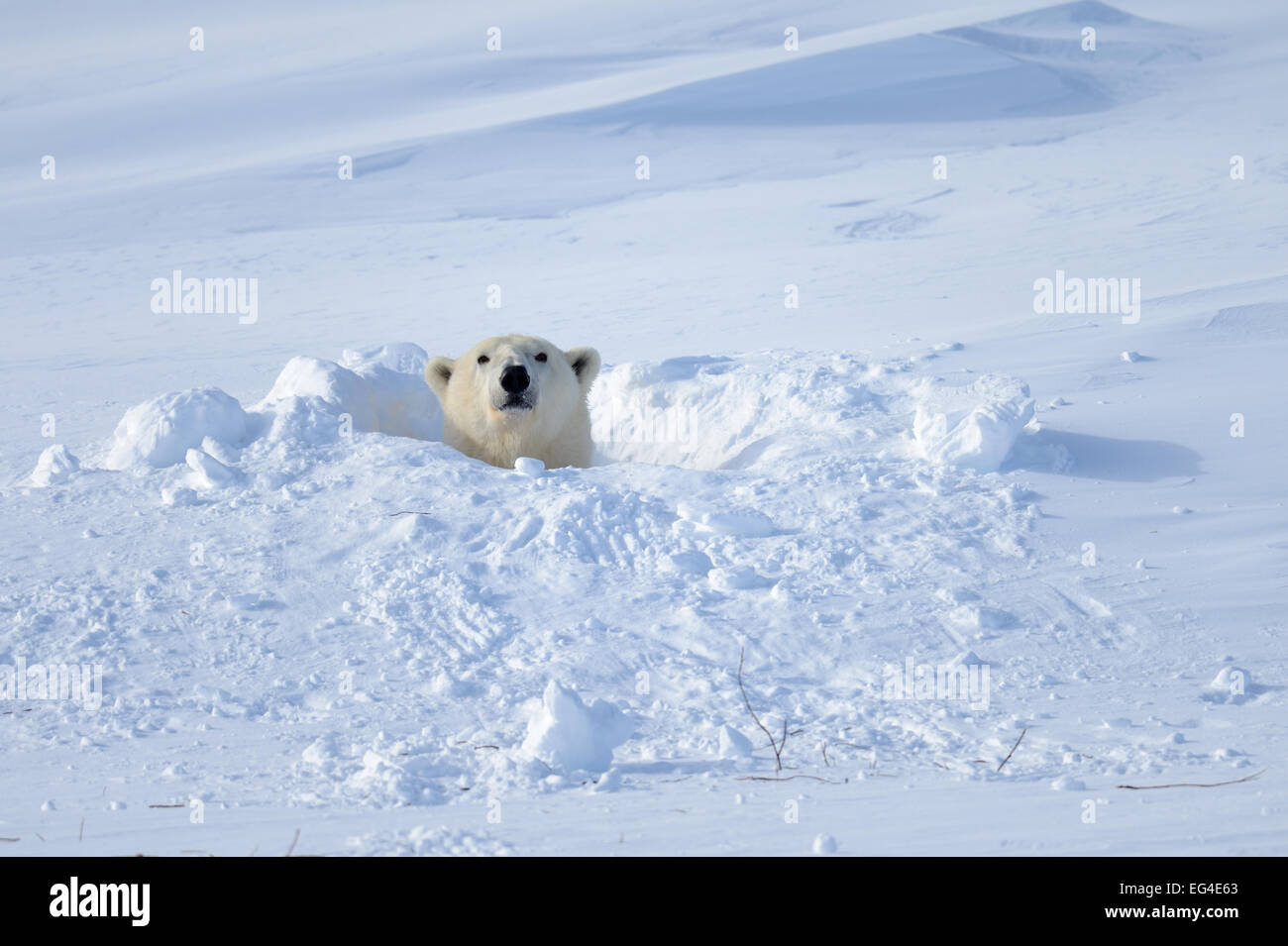 Female polar bear digging den hi-res stock photography and images - Alamy