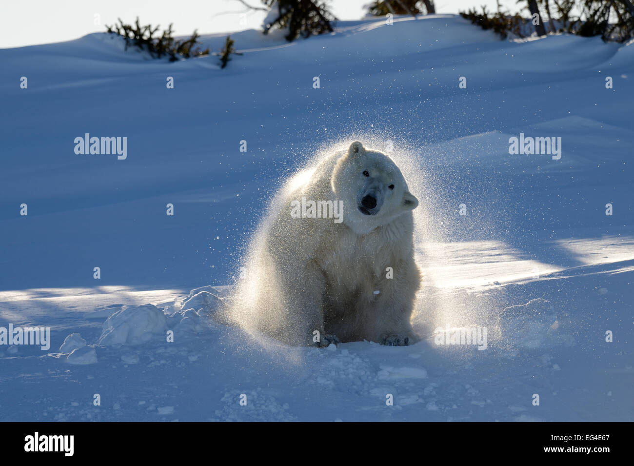 Polar bear (Ursus maritimus) female coming out the den shaking off snow ...