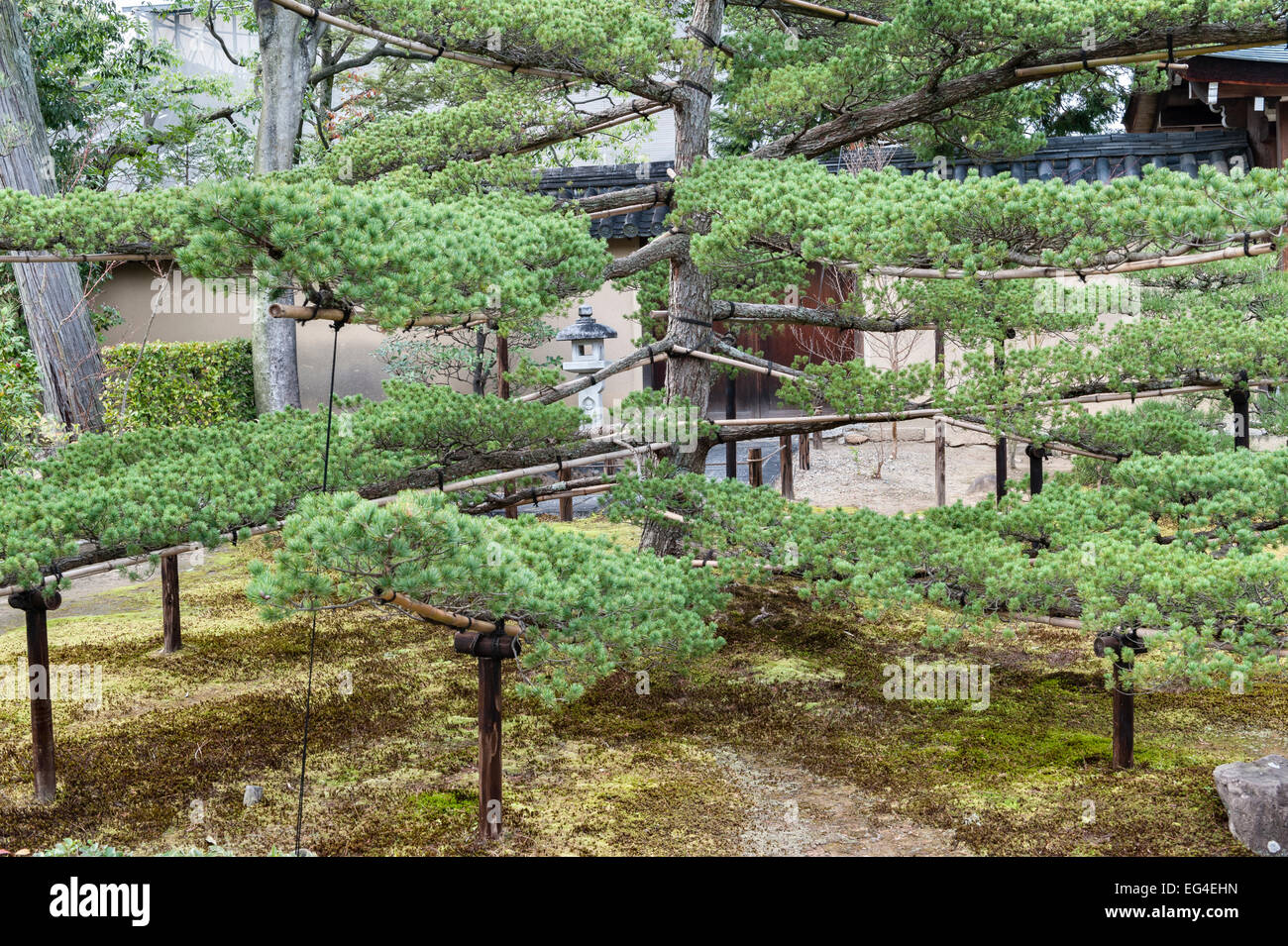 Kyoto, Japan. Training the branches of a young Japanese pine tree with ...