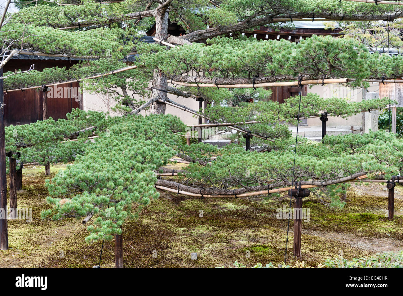 Japanese pine tree hi-res stock photography and images - Alamy