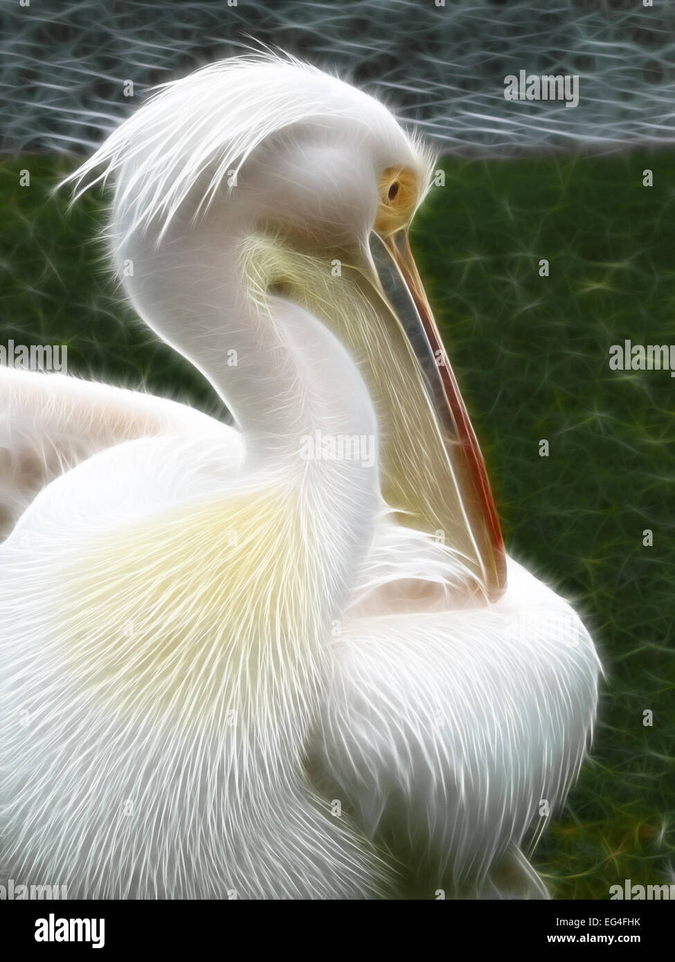 Snow white pelican portrait at grass background rendered with ...