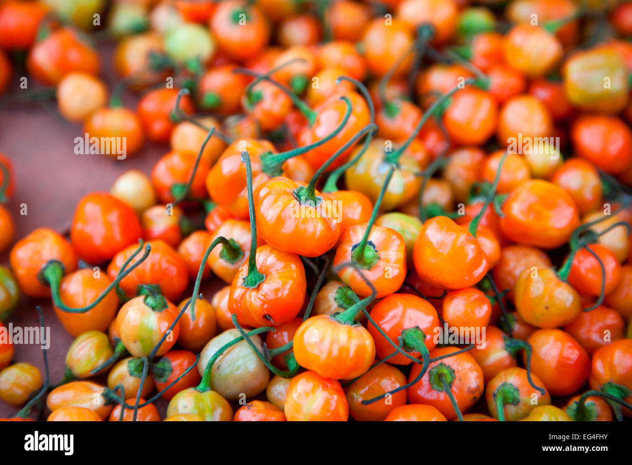 Chilli crop hi-res stock photography and images - Alamy
