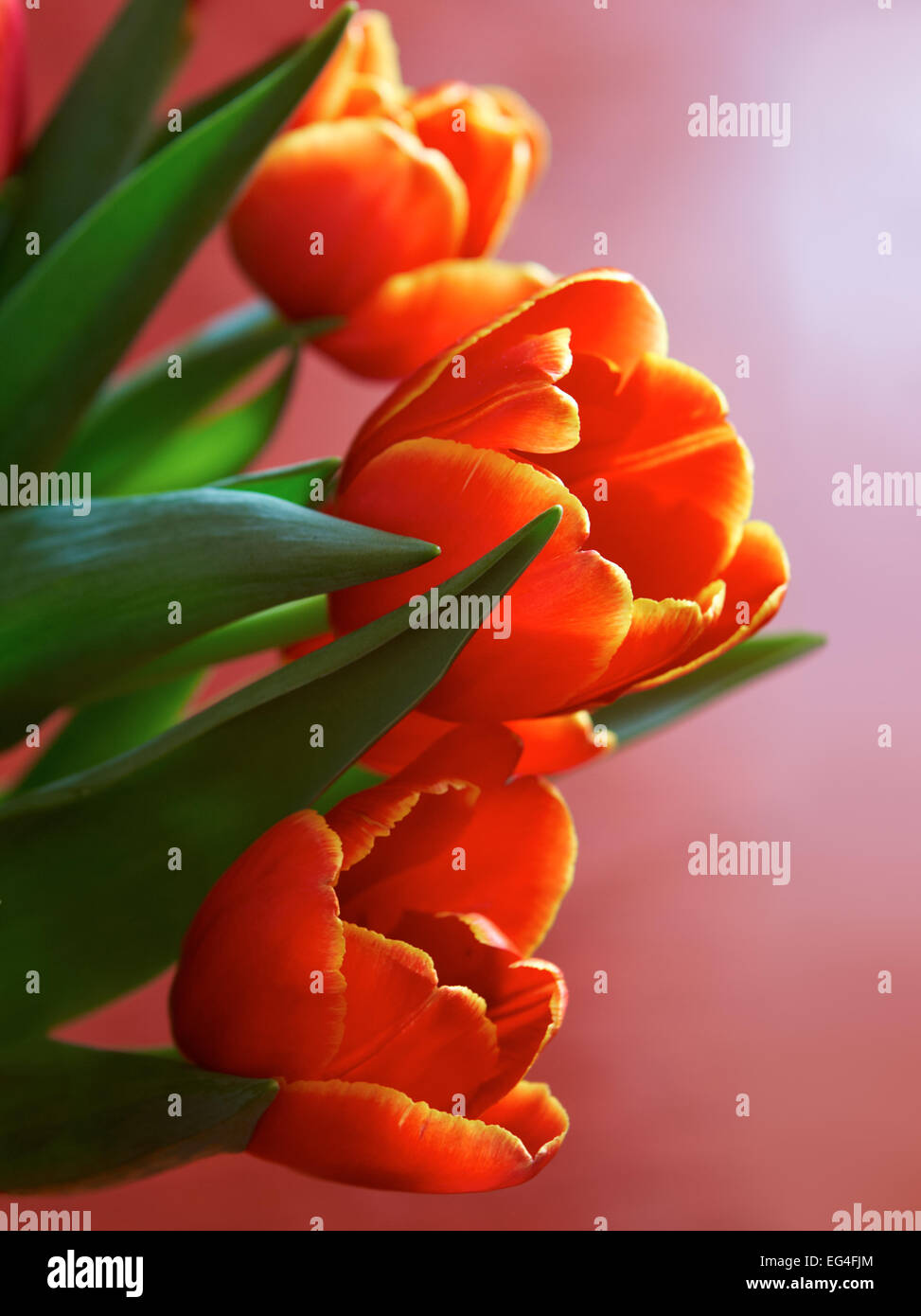close up of bright tulips on red background Stock Photo - Alamy