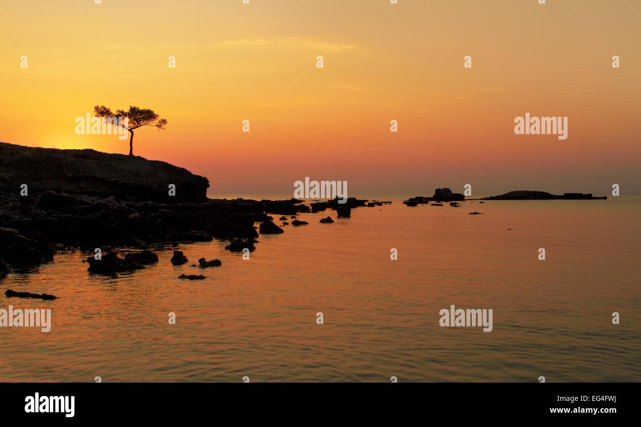 Alone tree at sunset Stock Photo - Alamy