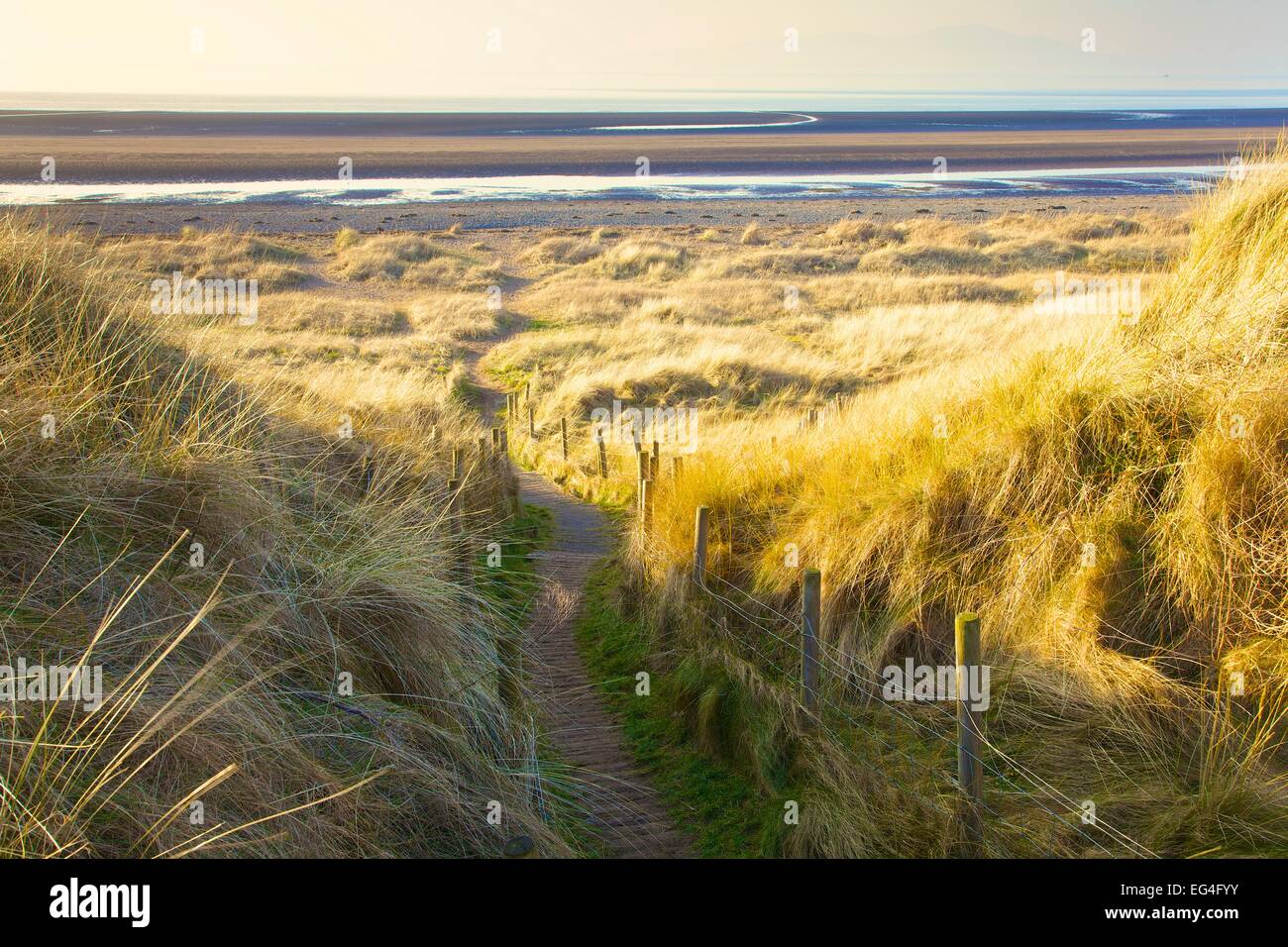 Foot path through Marram grass covered sand dunes Solway Coast. Solway ...