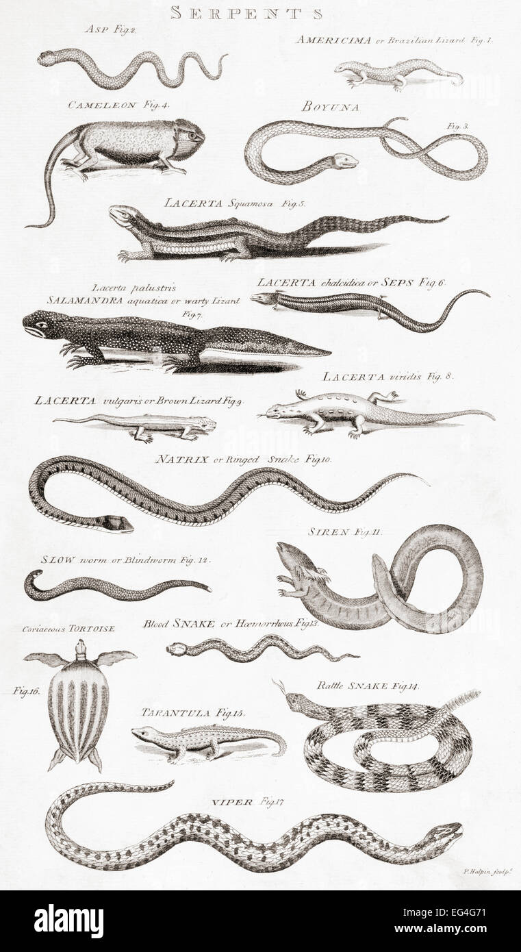 Classes Of Reptiles