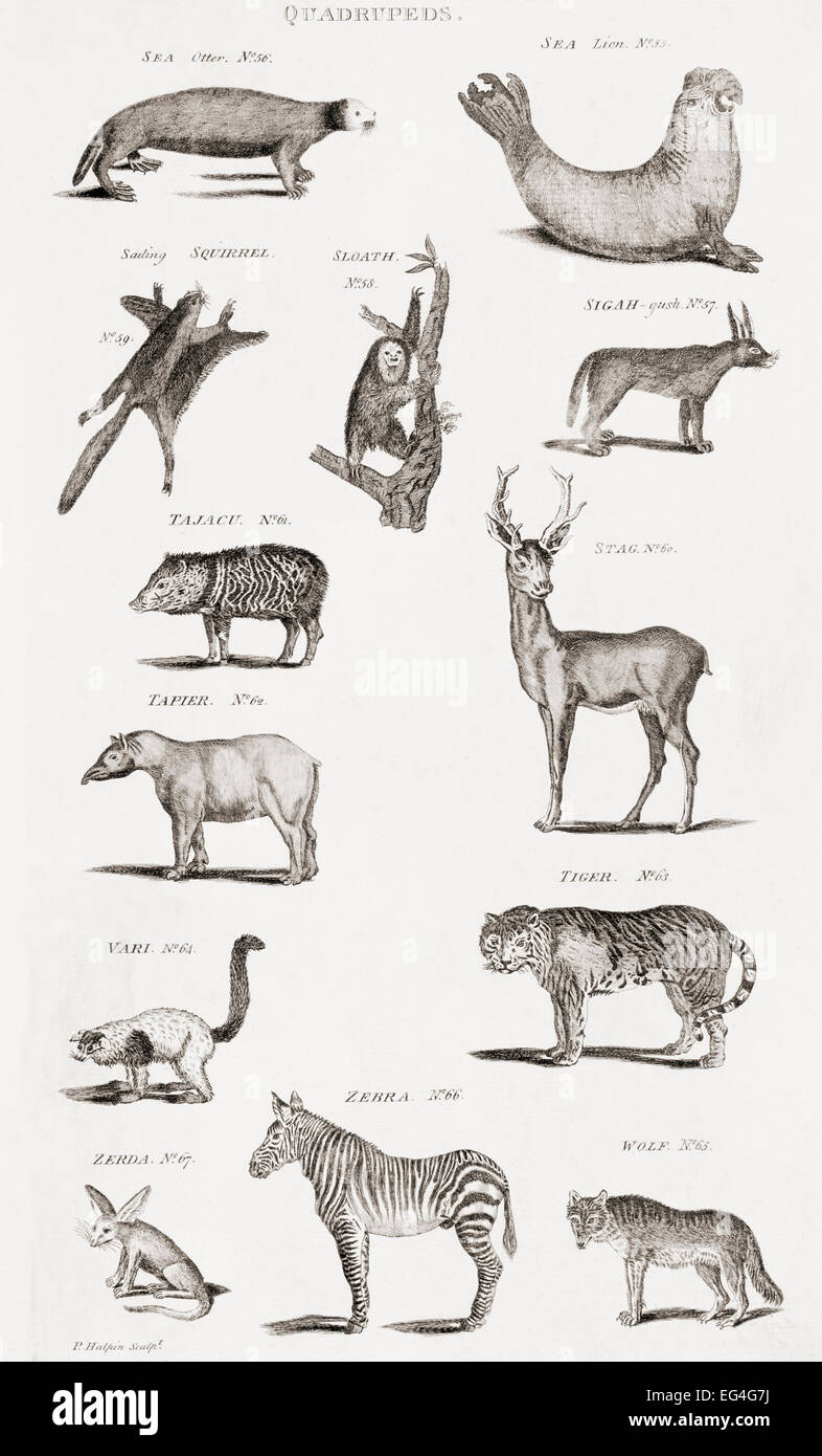 Different types of Quadrupeds. From an 18th century print Stock Photo ...