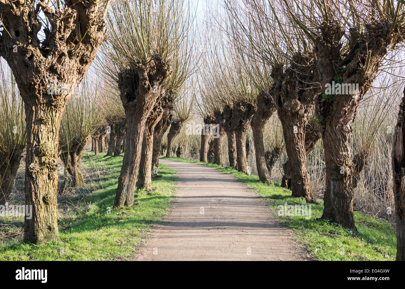 Willows grass path hi-res stock photography and images - Alamy