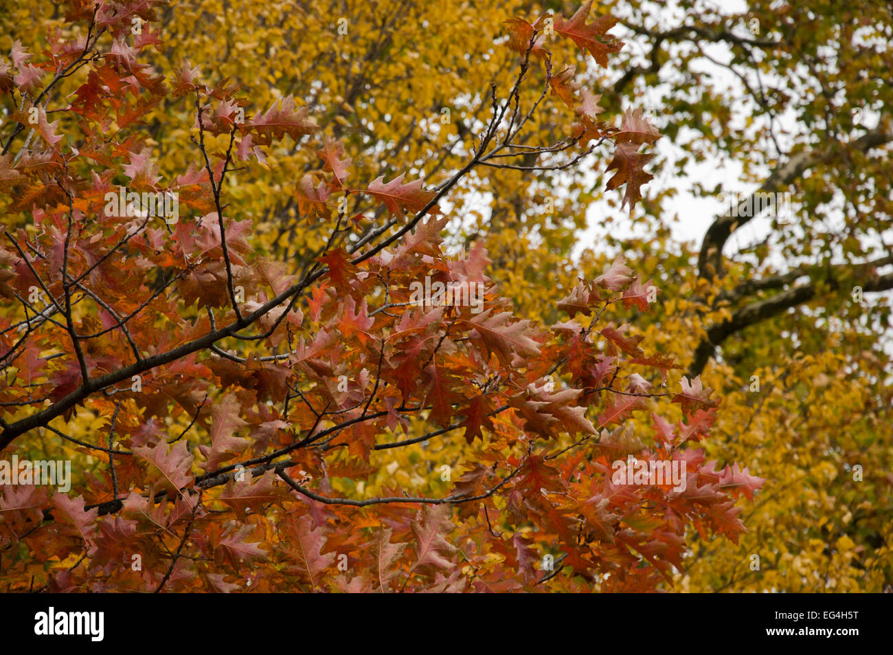 Autumn (fall) leaves in Primrose Hill Park, London, England Stock Photo ...