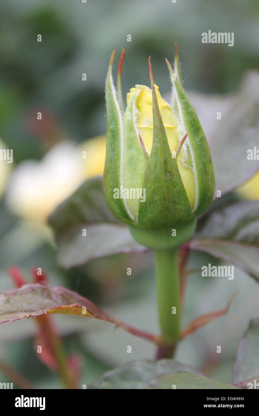 Yellow rosebud hi-res stock photography and images - Alamy