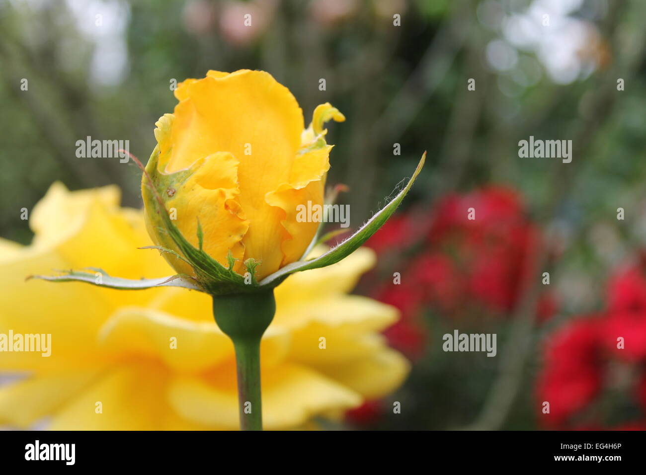 yellow rosebud with red roses in background Stock Photo - Alamy