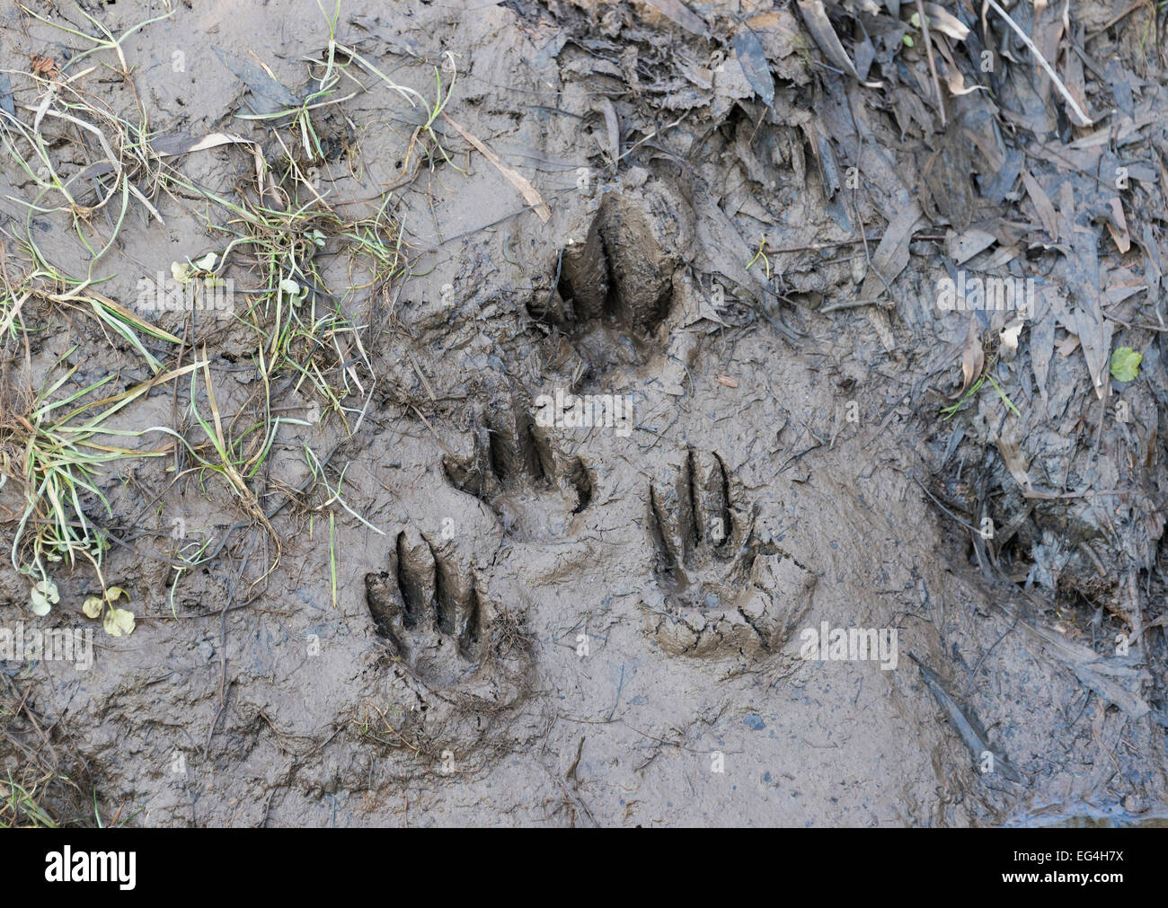 Beaver foot hi-res stock photography and images - Alamy