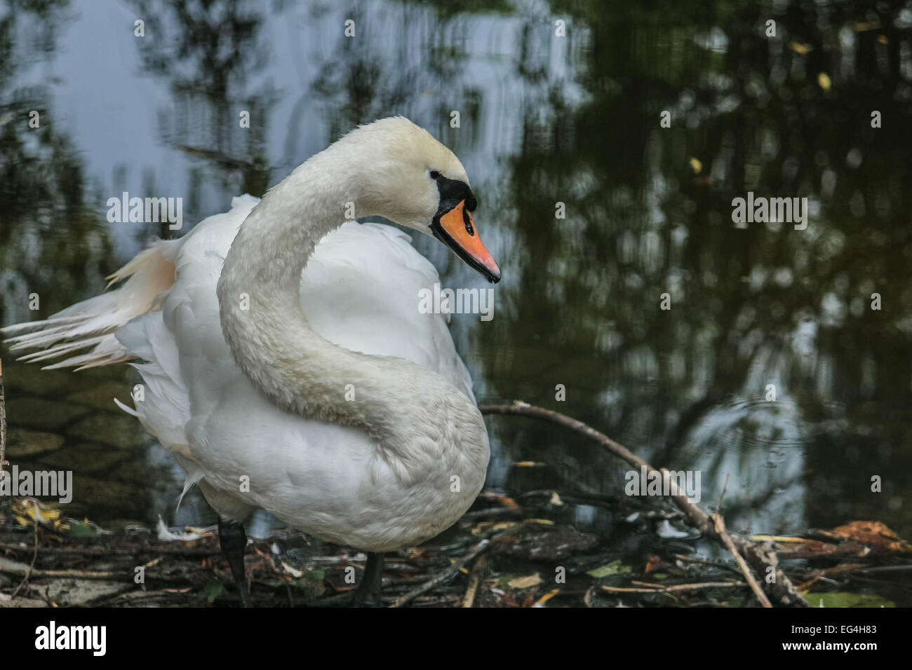 Happy swan hi-res stock photography and images - Alamy