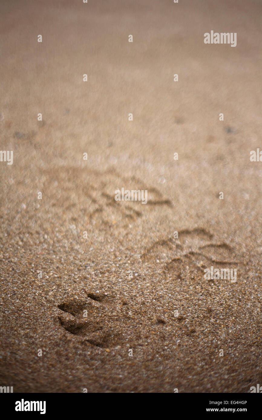 Walk on beach dawn hi-res stock photography and images - Alamy