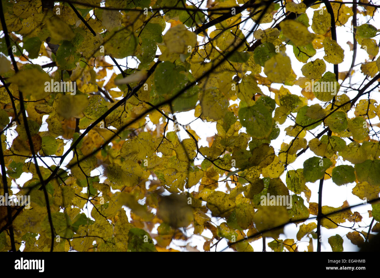 Autumn (fall) leaves in Primrose Hill Park, London, England Stock Photo ...