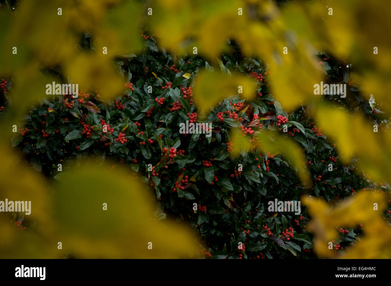Autumn (fall) leaves in Primrose Hill Park, London, England Stock Photo ...