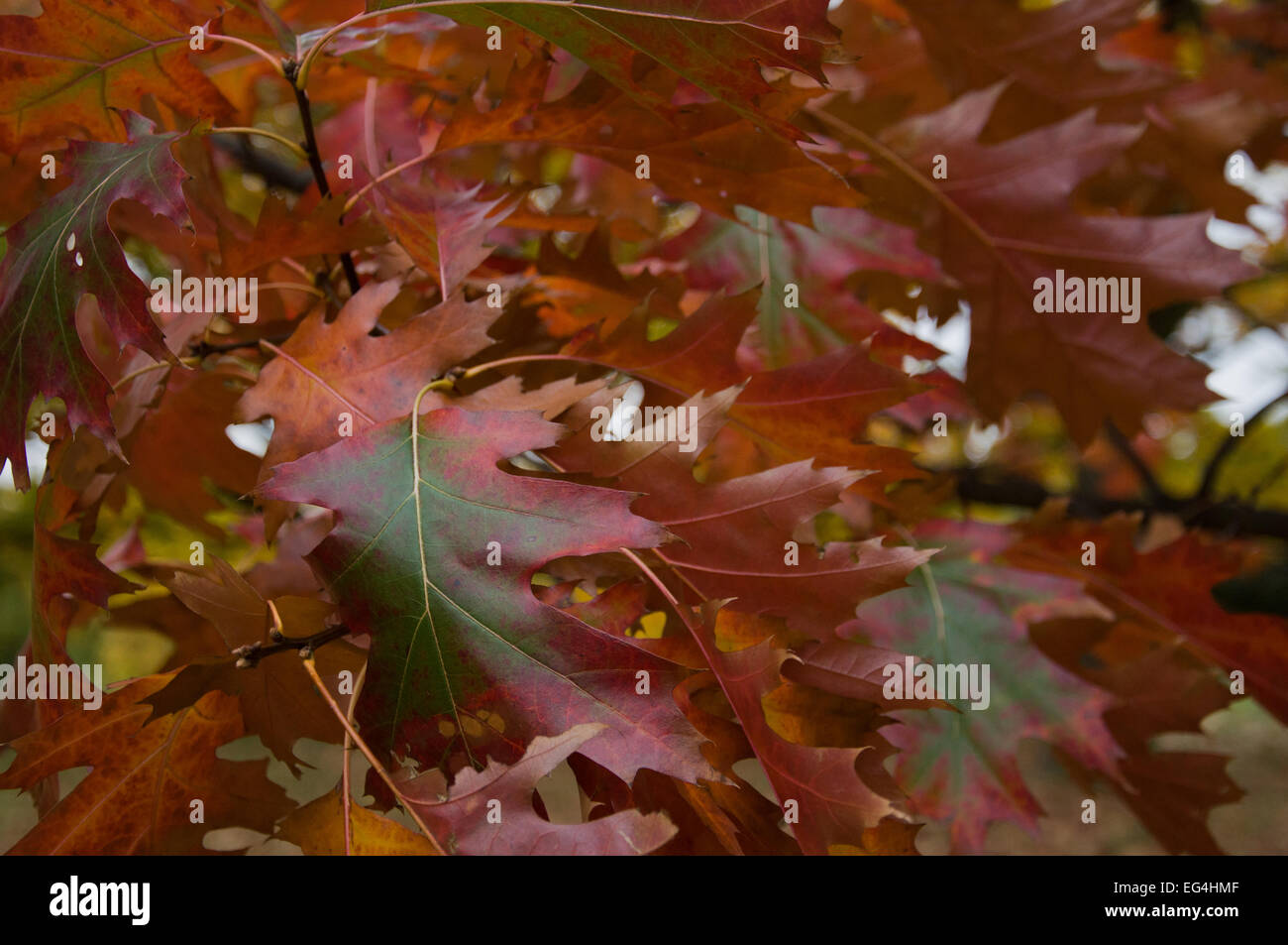 Autumn (fall) leaves in Primrose Hill Park, London, England Stock Photo ...