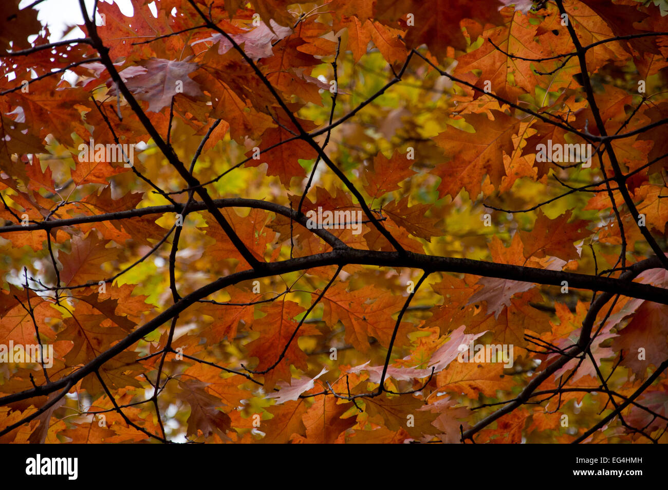Autumn (fall) leaves in Primrose Hill Park, London, England Stock Photo ...