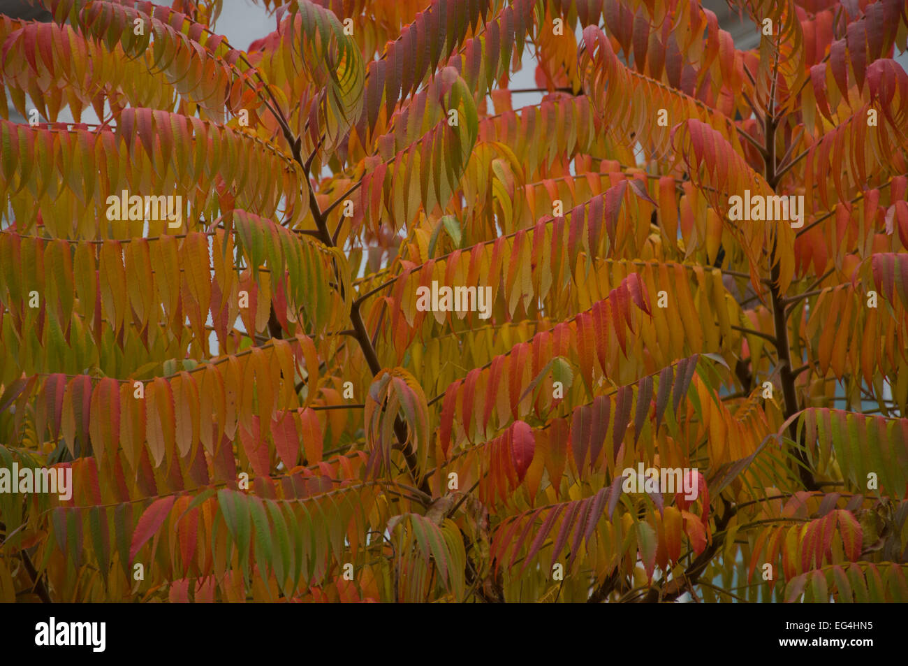 Primrose hill autumn hi-res stock photography and images - Alamy