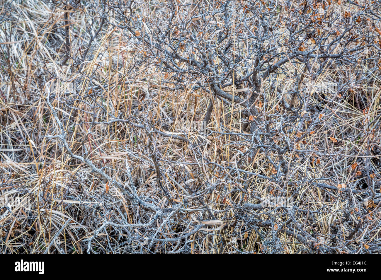texture background of dry bush with grass in Colorado foothills Stock ...