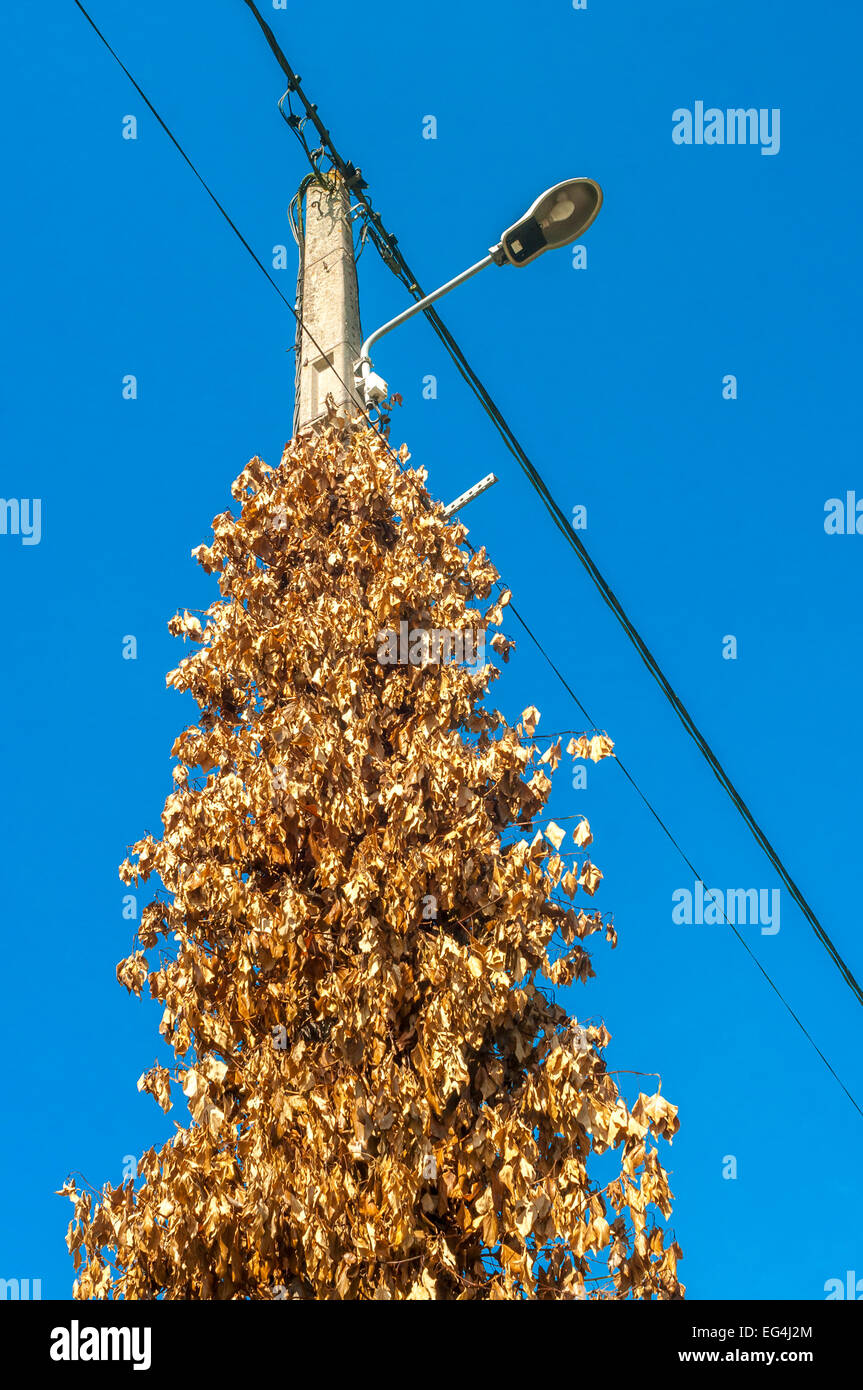 Dead Creeping Ivy cut at base of concrete lamp post - France Stock ...