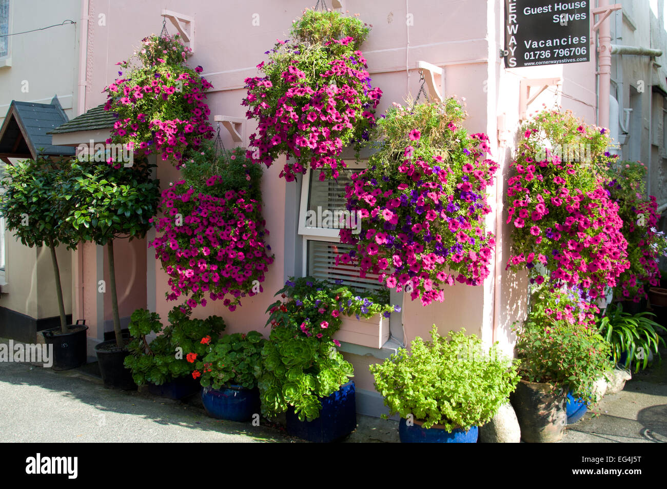 Pretty house flowers hi-res stock photography and images - Alamy
