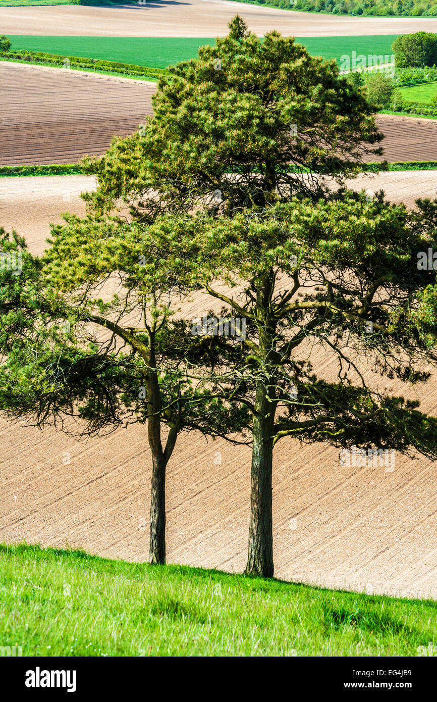 Scots pines pinus sylvestris l hi-res stock photography and images - Alamy