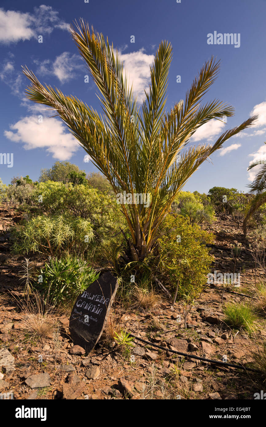 Phoenix canariensis hi-res stock photography and images - Alamy