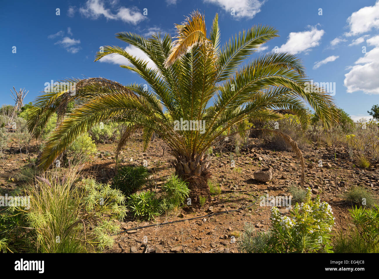 Phoenix canariensis hi-res stock photography and images - Alamy