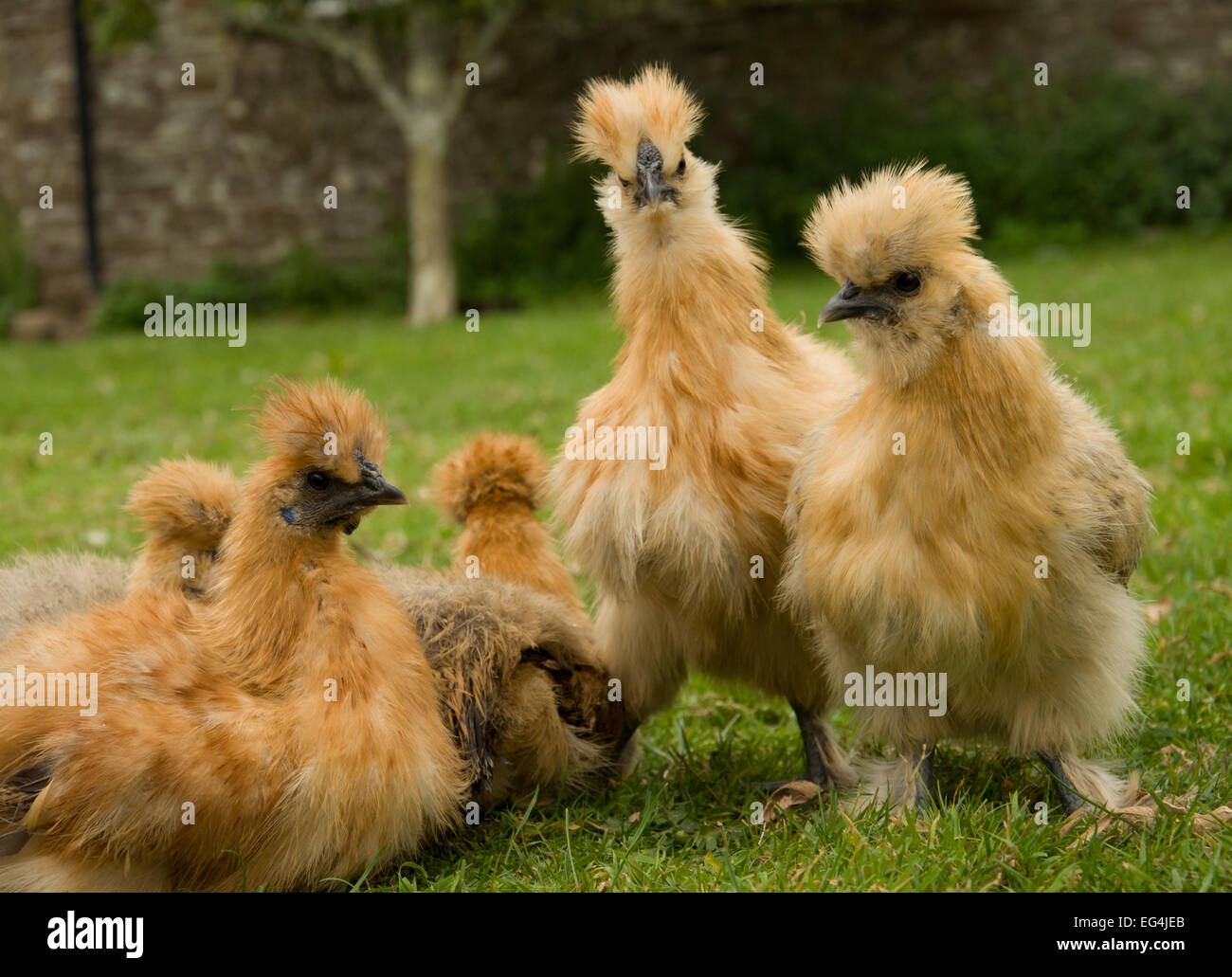 Silkie Chicken
