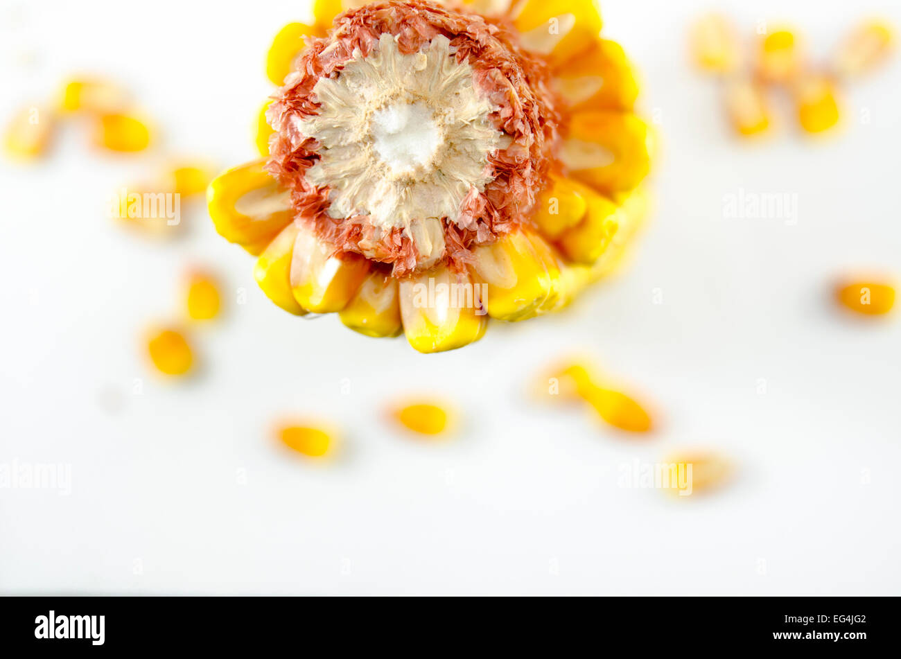 Corn's woody ring and corn grains on white Stock Photo - Alamy