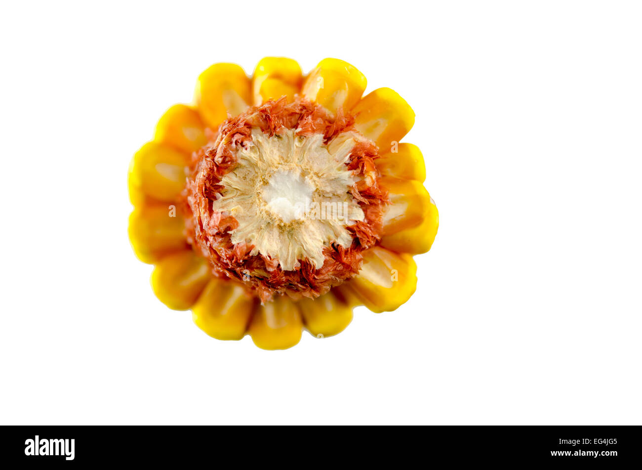 Corn's wooden ring isolated on white Stock Photo - Alamy