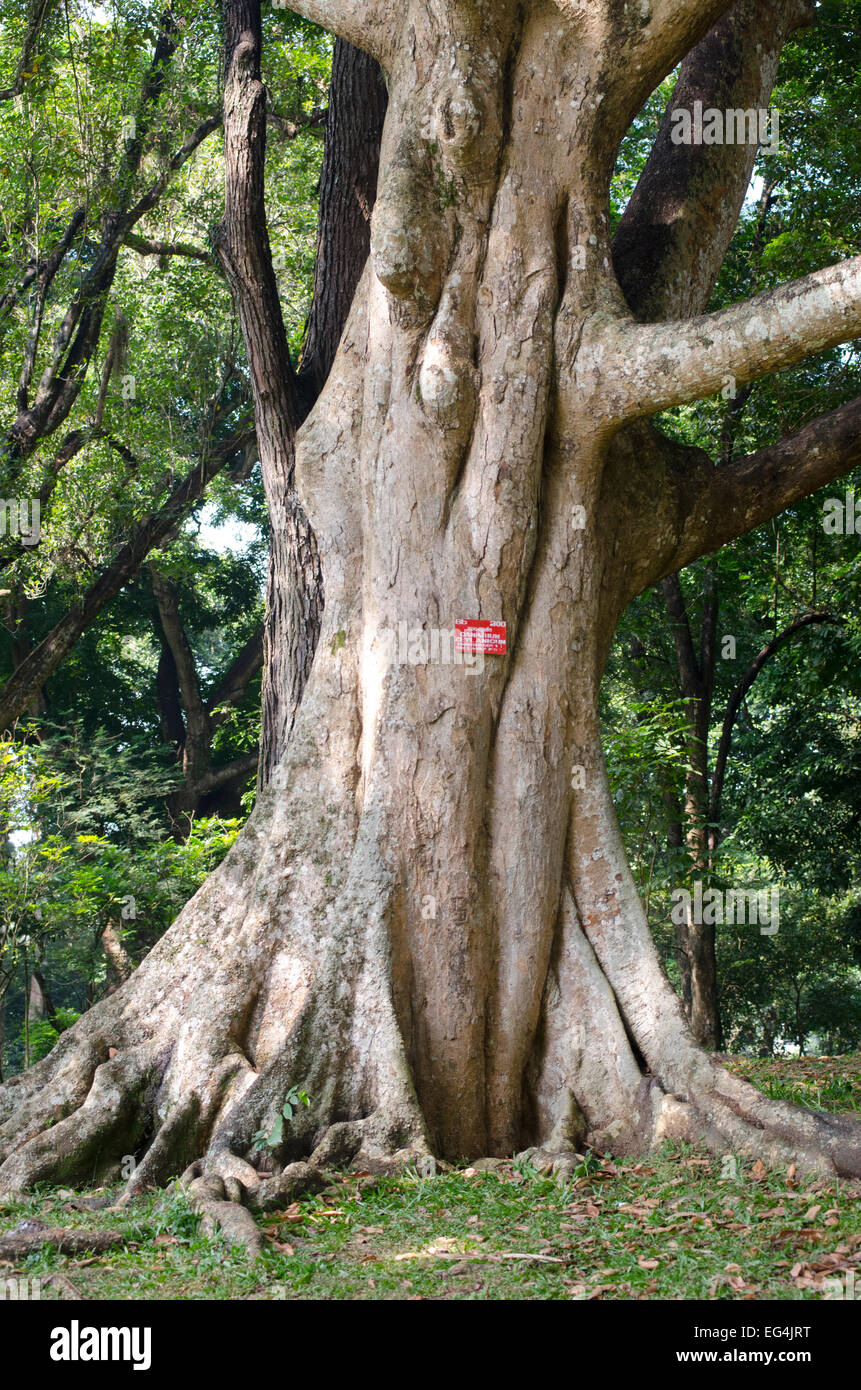 Canarium Zeylanicum, Botanical Garden, Kandy, Sri Lanka Stock Photo - Alamy