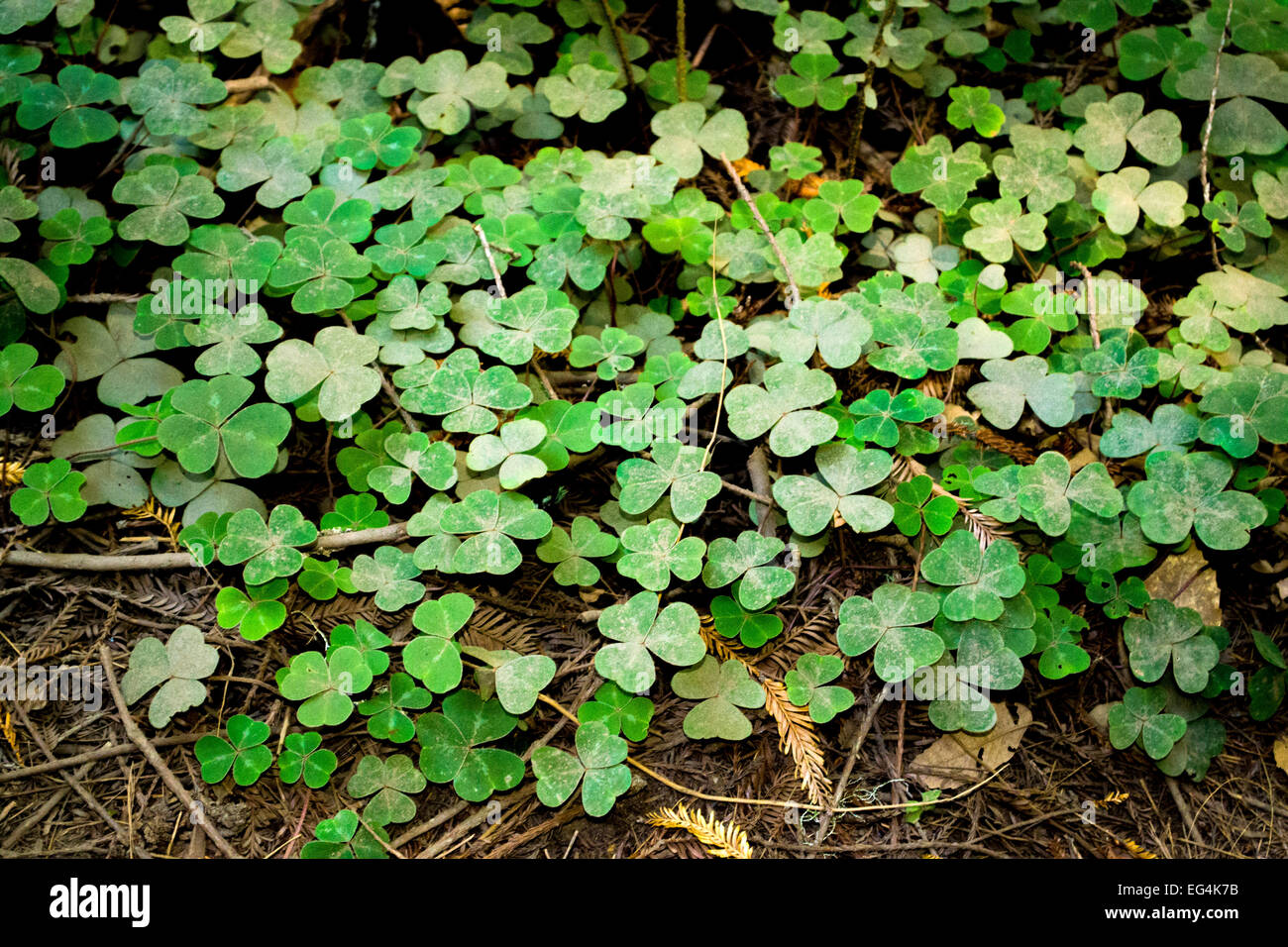 Garden patch hi-res stock photography and images - Alamy