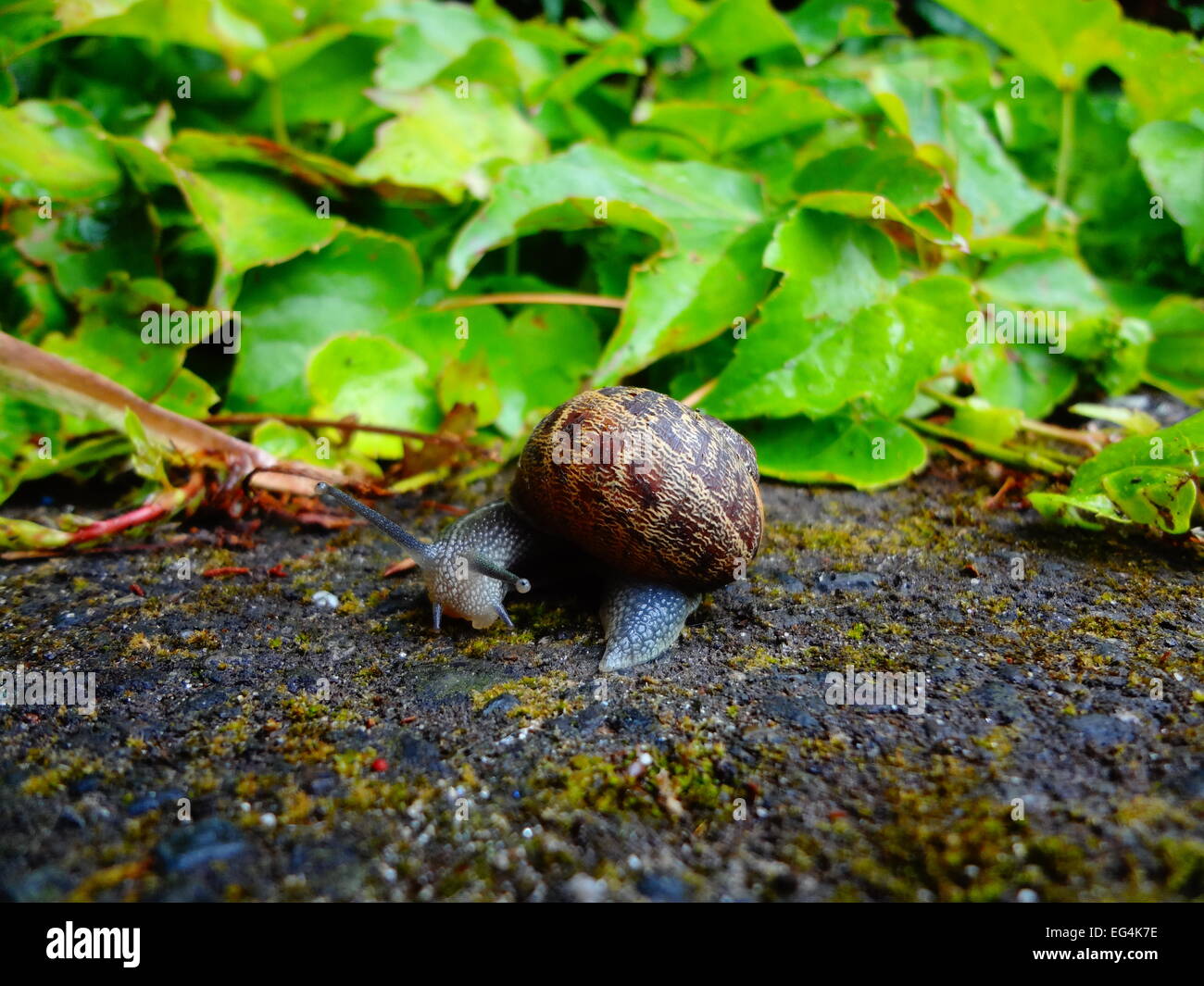 Snail on Sidewalk Stock Photo - Alamy