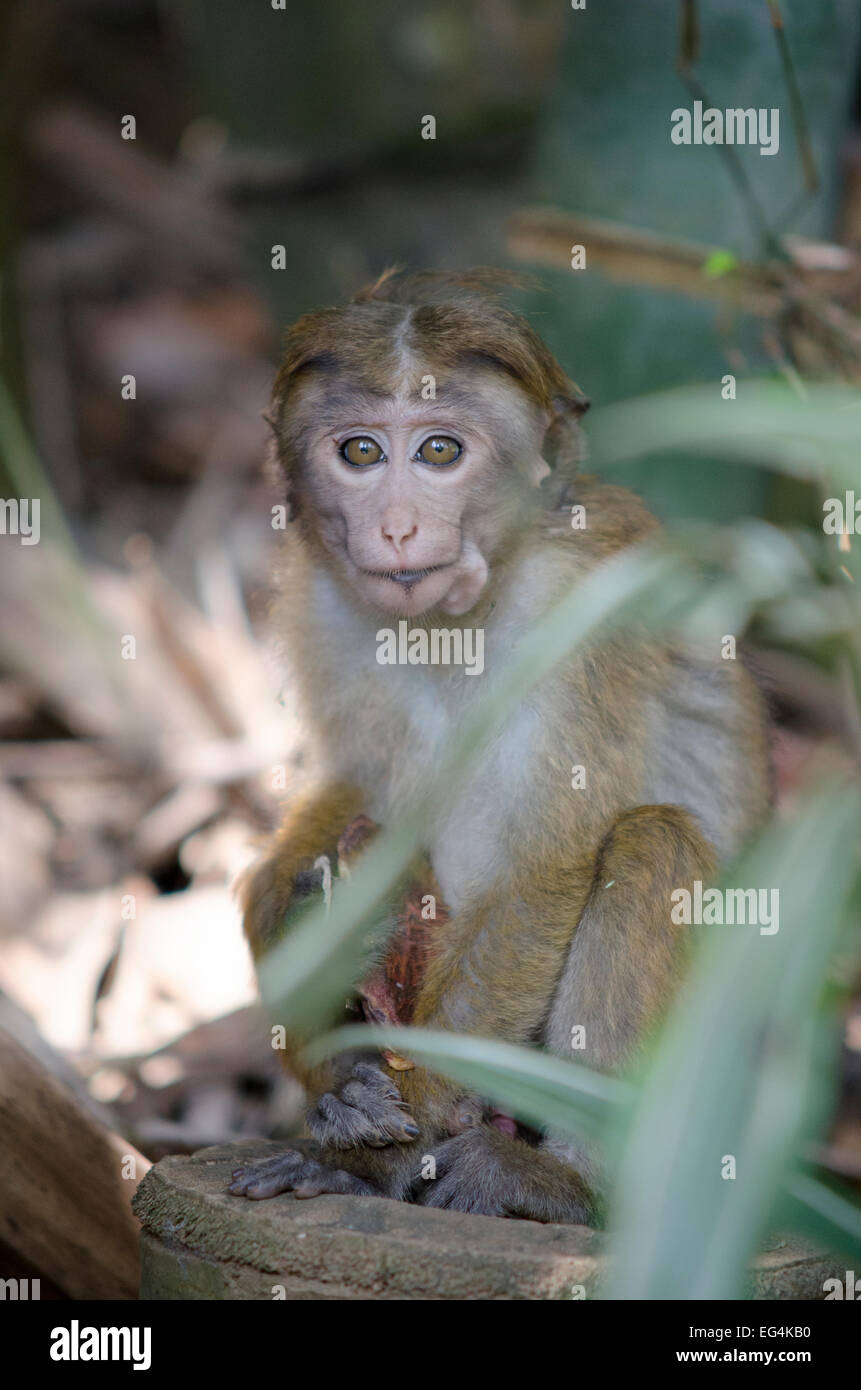 Monkey in Peradeniya botanical garden, Kandy, Sri Lanka Stock Photo - Alamy