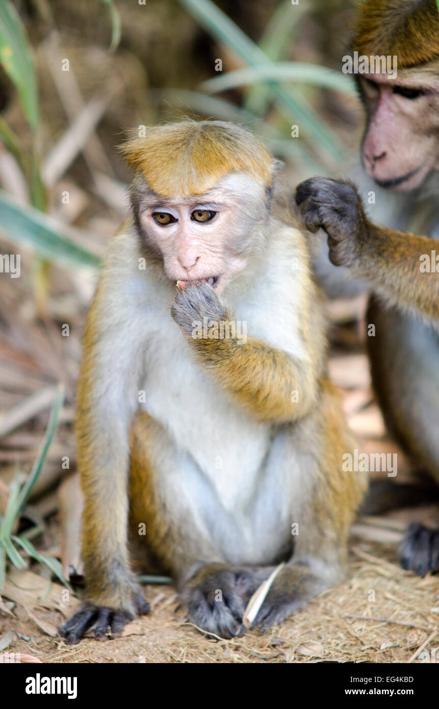 Monkey in Peradeniya botanical garden, Kandy, Sri Lanka Stock Photo - Alamy