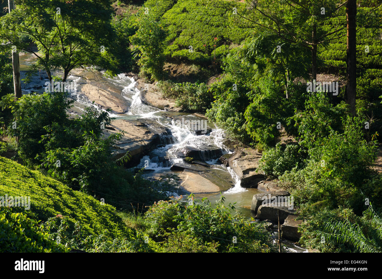 Mackwoods tea estate near Nuwara Eliya, Sri Lanka Stock Photo - Alamy
