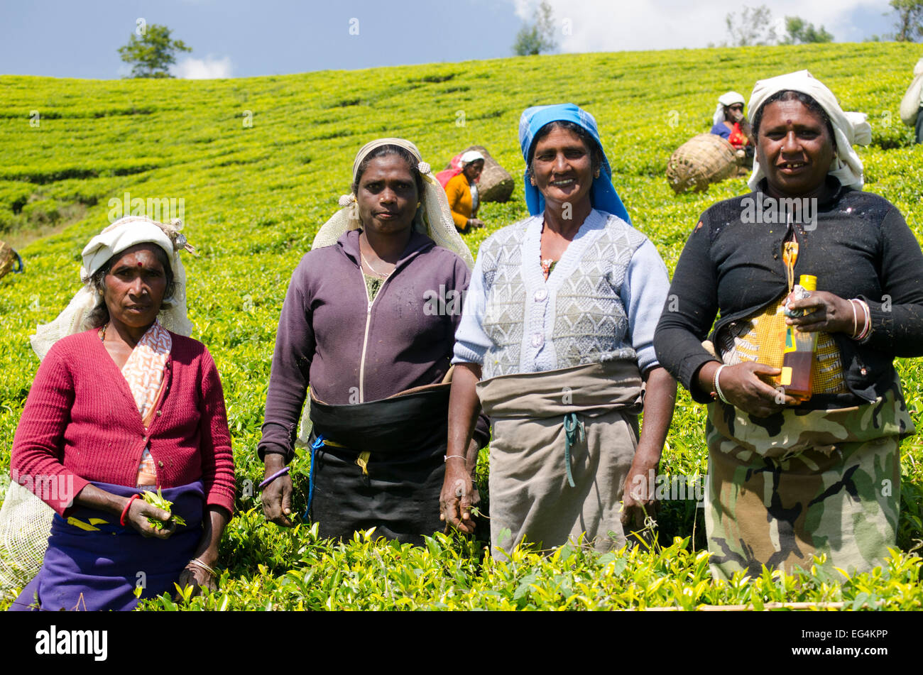Pluckers on tea estate hi-res stock photography and images - Alamy