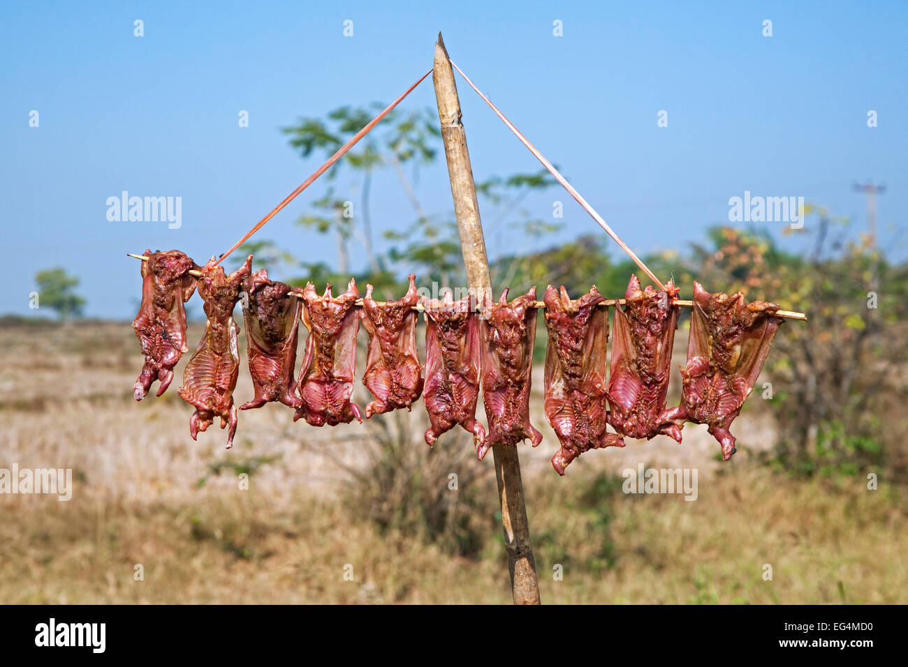 Swallow carcasses drying in the sun, bird's meat used as food in local ...