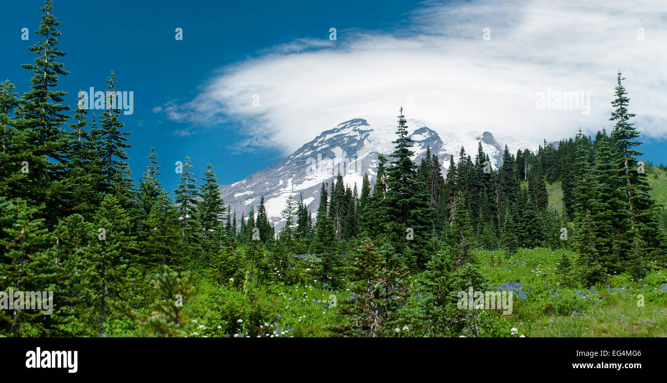 Mount Rainier in Washington, USA showing surrounding forest Stock Photo ...